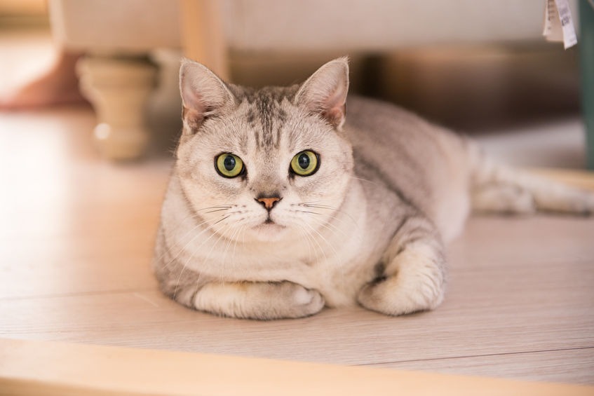 It s A Fact Cats Know Their Names Dotsure co za