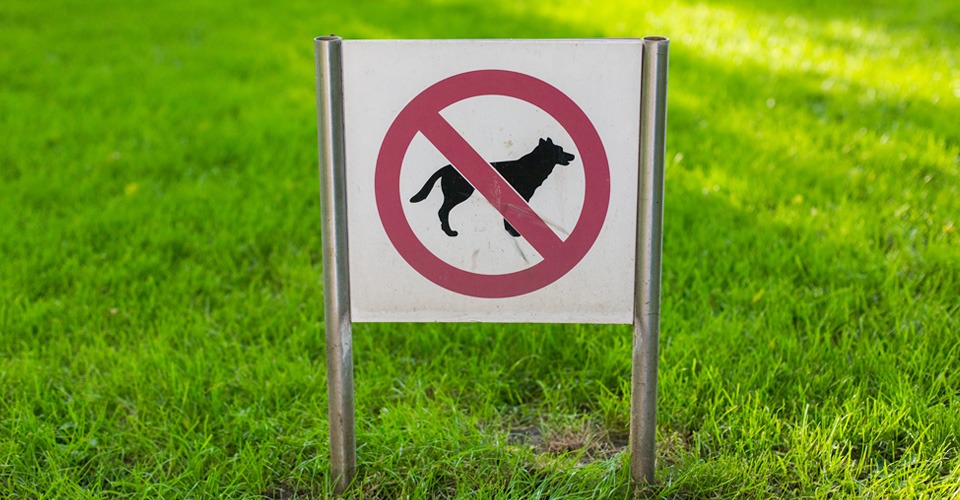 SA Pet Laws How Many Are You Breaking Without Even Knowing It