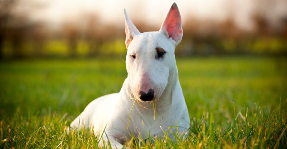 Top 10 Most Popular Dog Breeds in South Africa | dotsure.co.za