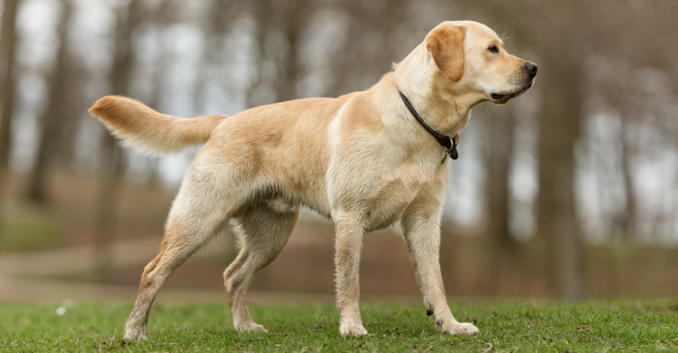 Top 10 Most Popular Dog Breeds in South Africa | dotsure.co.za