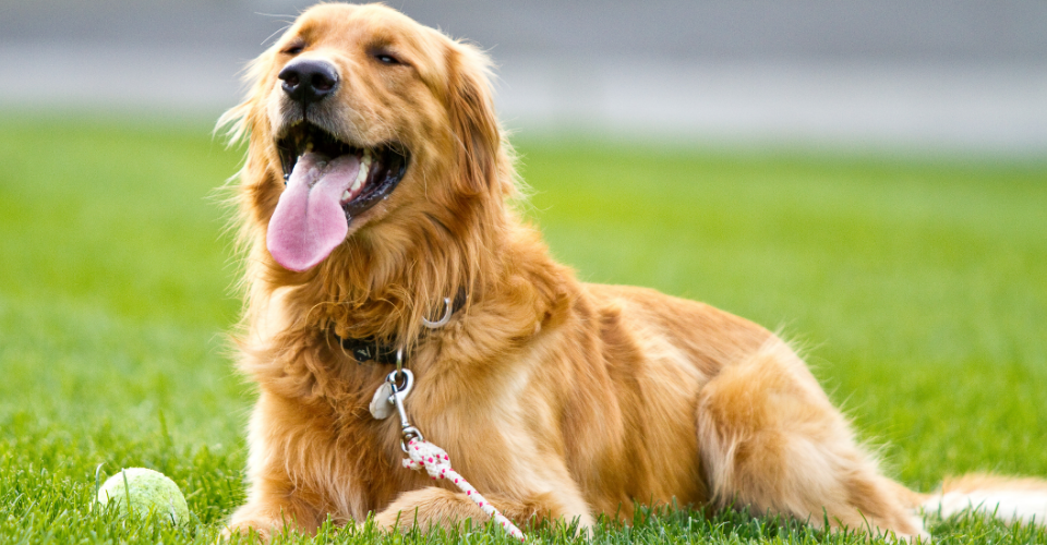 Top 10 Most Popular Dog Breeds in South Africa | dotsure.co.za