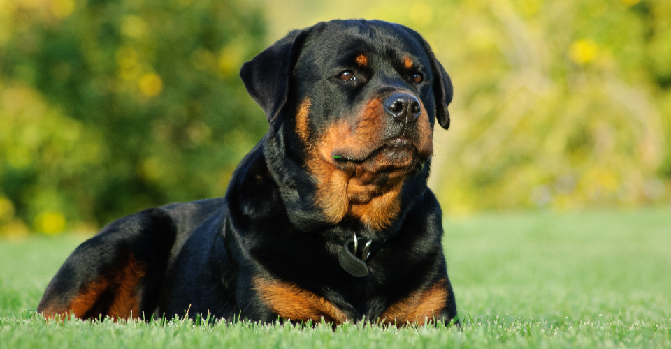 Top 10 Most Popular Dog Breeds in South Africa | dotsure.co.za