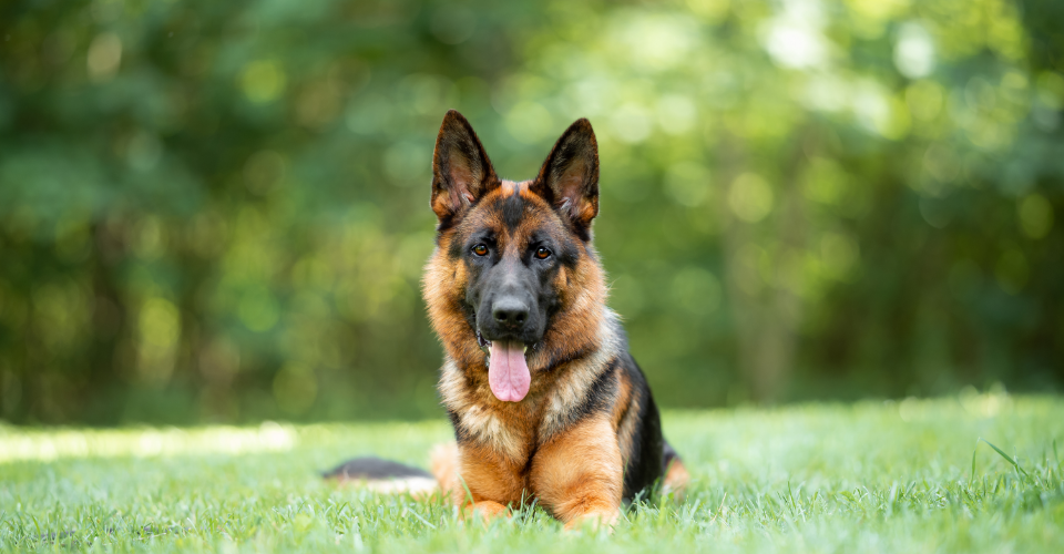 Top 10 Most Popular Dog Breeds in South Africa | dotsure.co.za