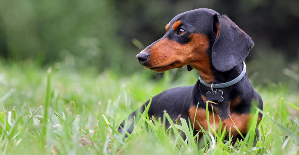 Top 10 Most Popular Dog Breeds in South Africa | dotsure.co.za